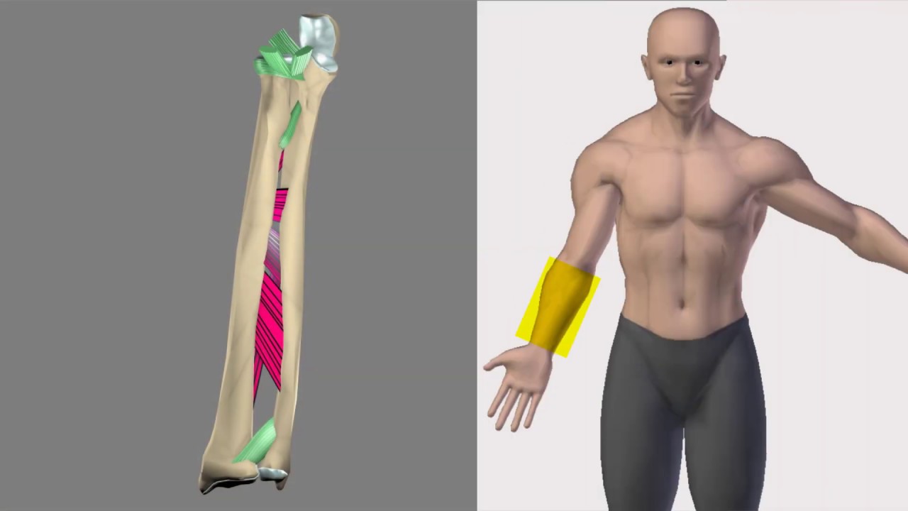 La Membrana Interosea del antebrazo. 1 de 2 - YouTube