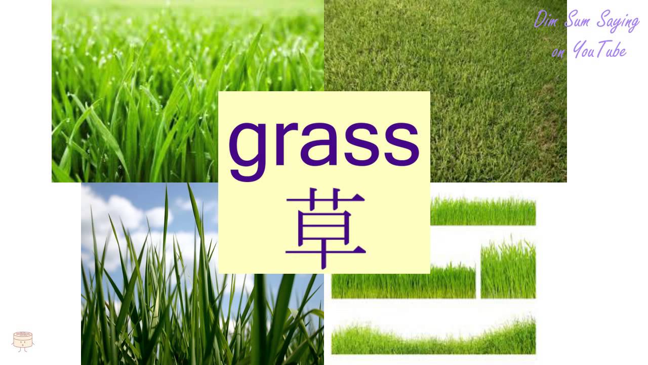 "GRASS" in Cantonese (草) - Flashcard - YouTube