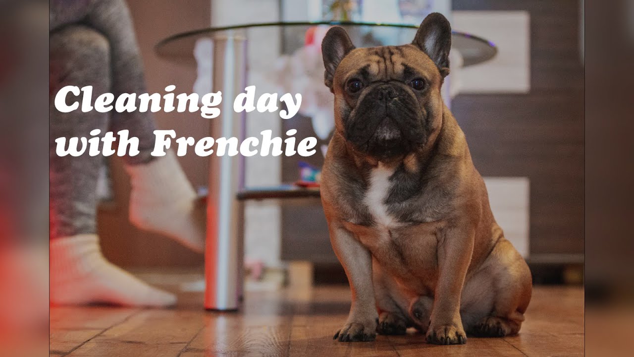 Cleaning day with Frenchie - YouTube