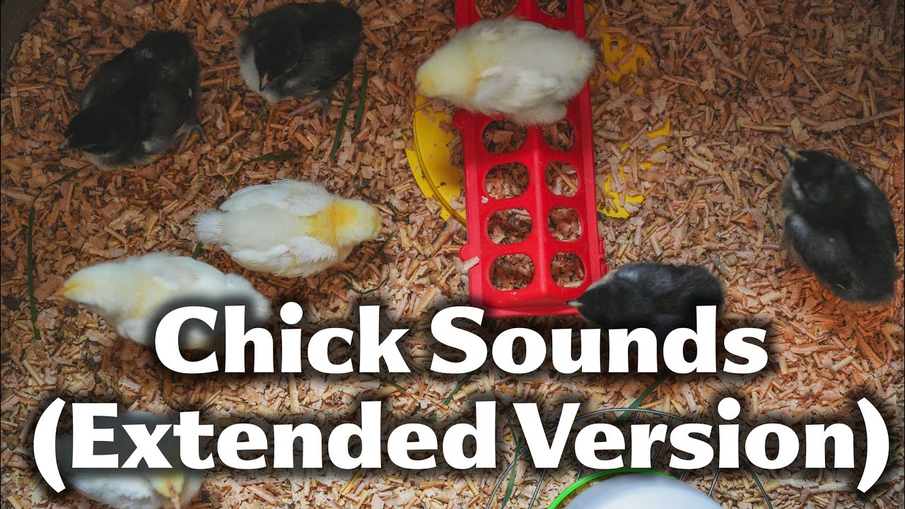 Chick Noises (The extended version) - Life On Chilli's Farm - YouTube