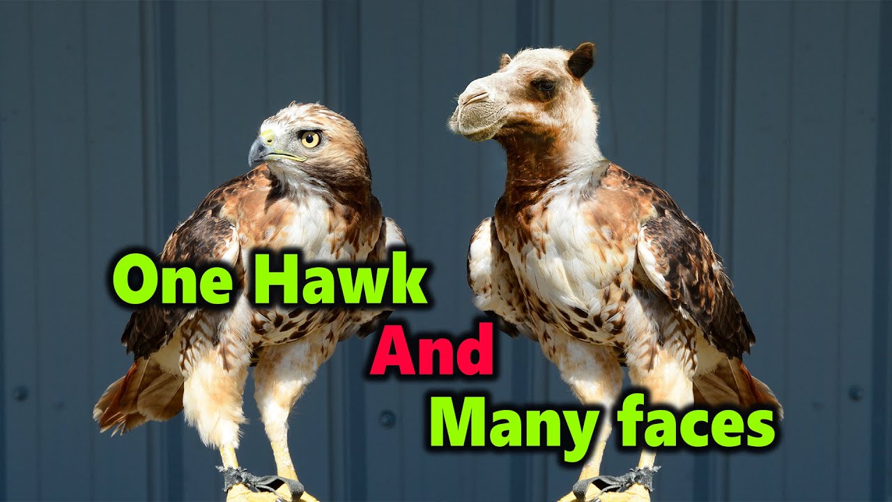 A beautiful Hawk in many different faces - YouTube