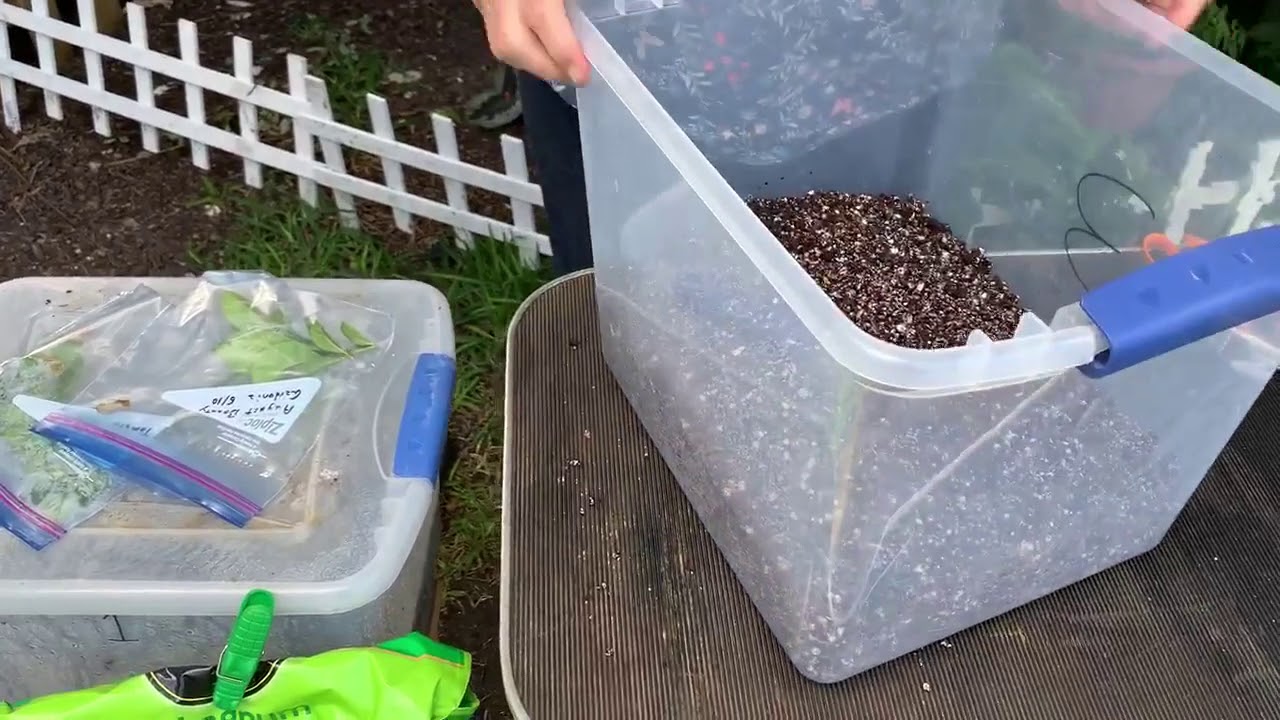 Lab#6 Rooting Chamber and Rooted Cuttings - YouTube
