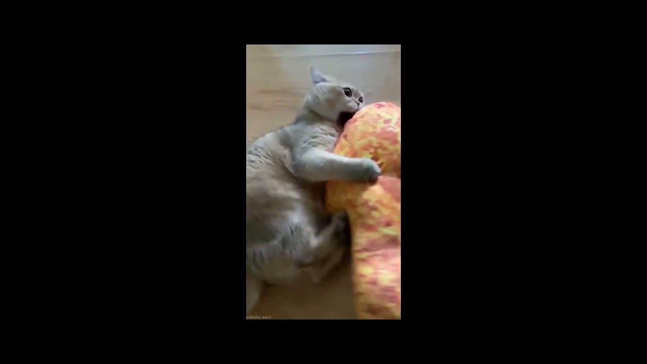 Chunky Cats Part 4 (Cats have fun funny scenes 😹 HD) 2022 - YouTube