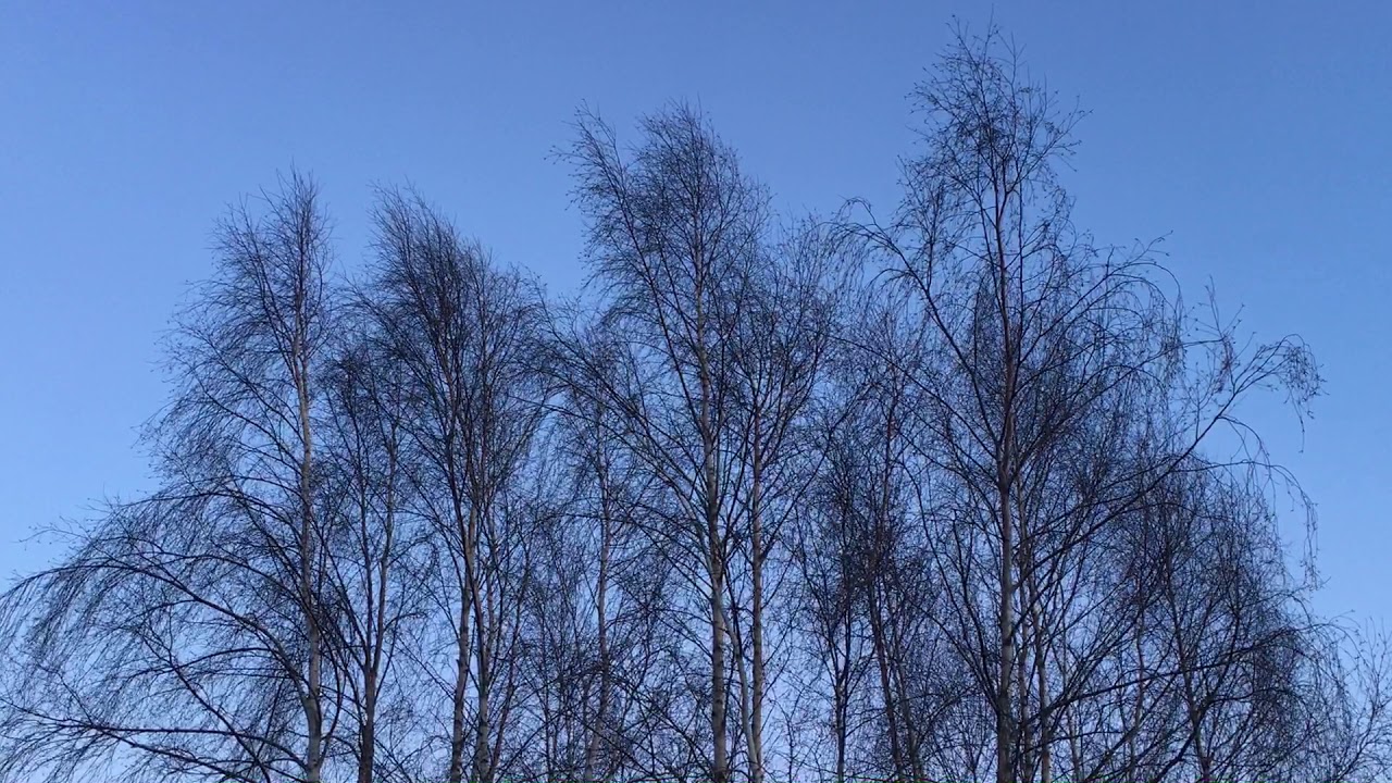 Silver Birch - crowns / top of trees - February 2019 - YouTube