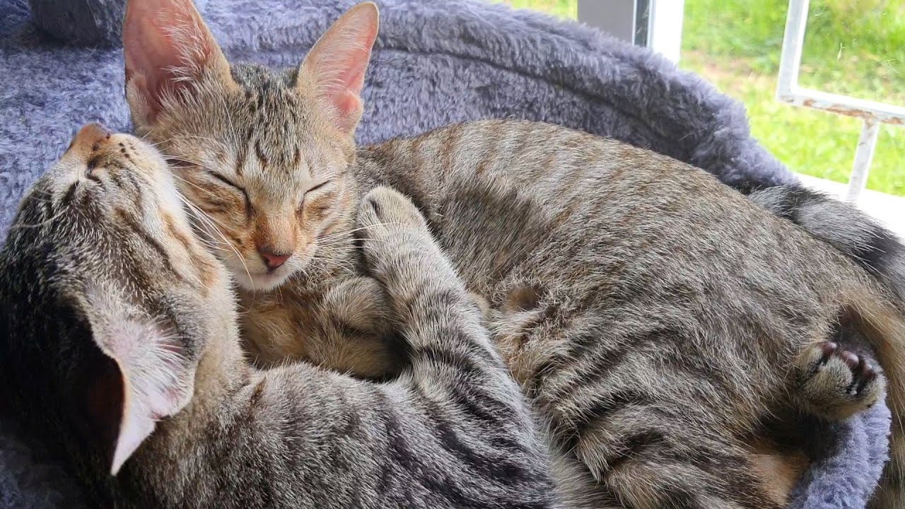 The sweetest kittens ever! Cuddling/Grooming each other| Relaxing video ...