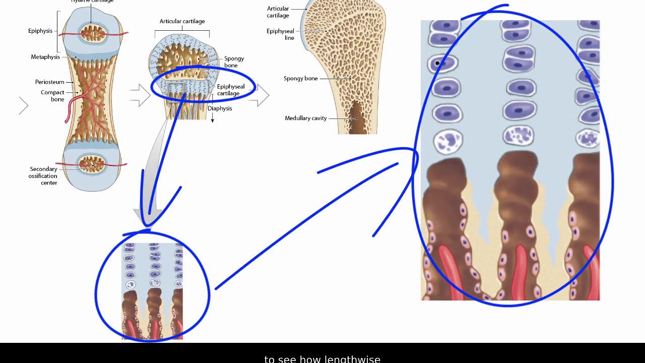 Chapter 6 Endochondral Ossification - YouTube