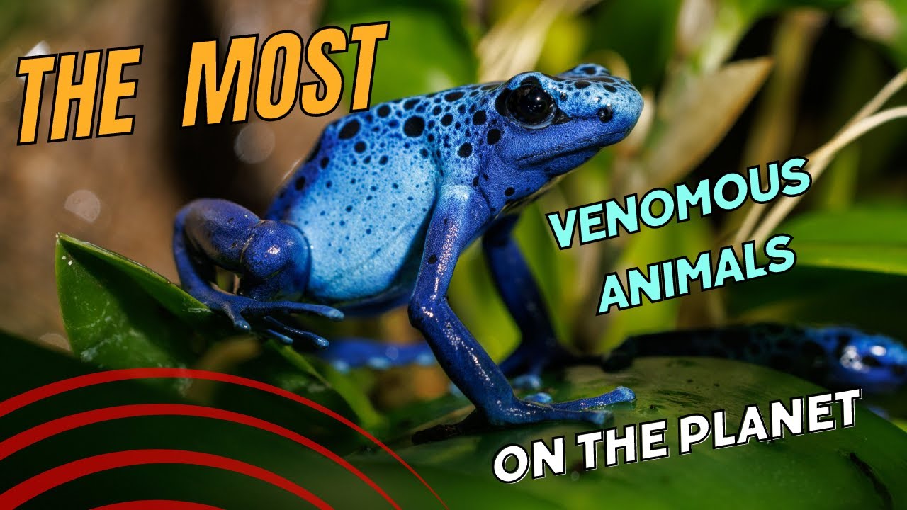 TOP 10 VENOMOUS ANIMALS - YouTube