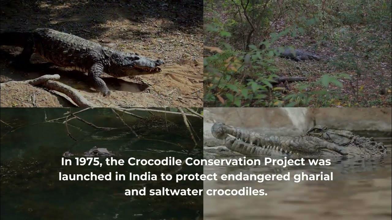Project Crocodile: A Conservation Triumph in India 🐊🇮🇳 | Atria ...