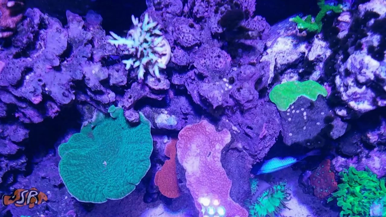 JBJ 45 gallon rimless reef - LED Light Test - YouTube