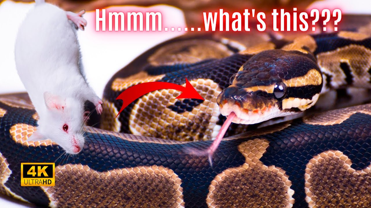 13 INSANE ball pythons and 1 mexican black kingsnake eating RATS & MICE ...