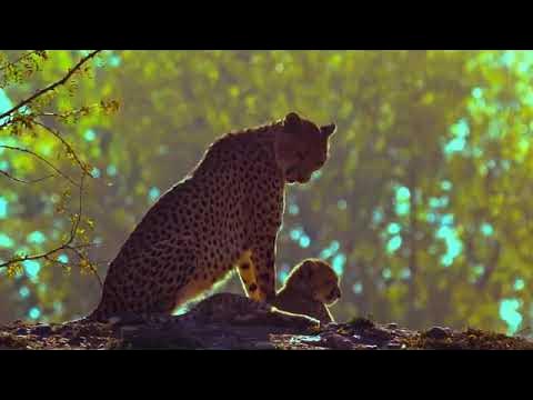 Animals 4K - YouTube