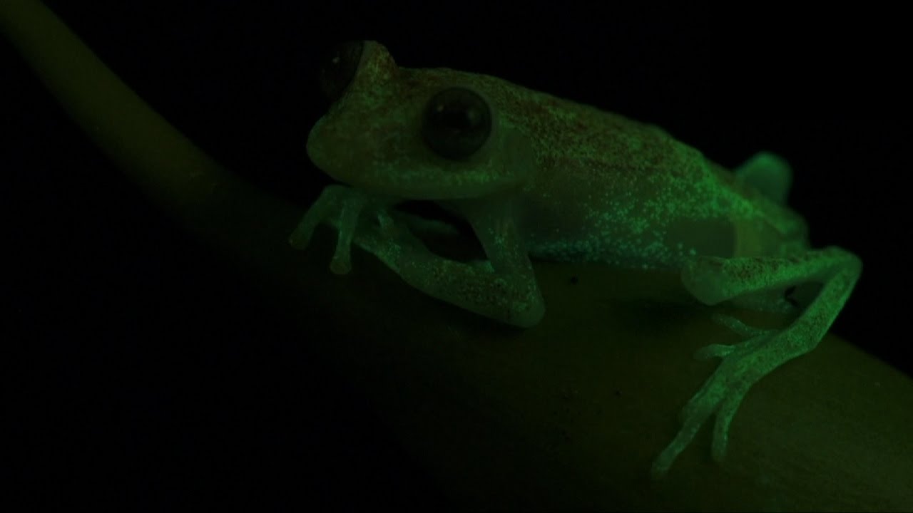 World's First Fluorescent Frog Discovered In Argentina - YouTube