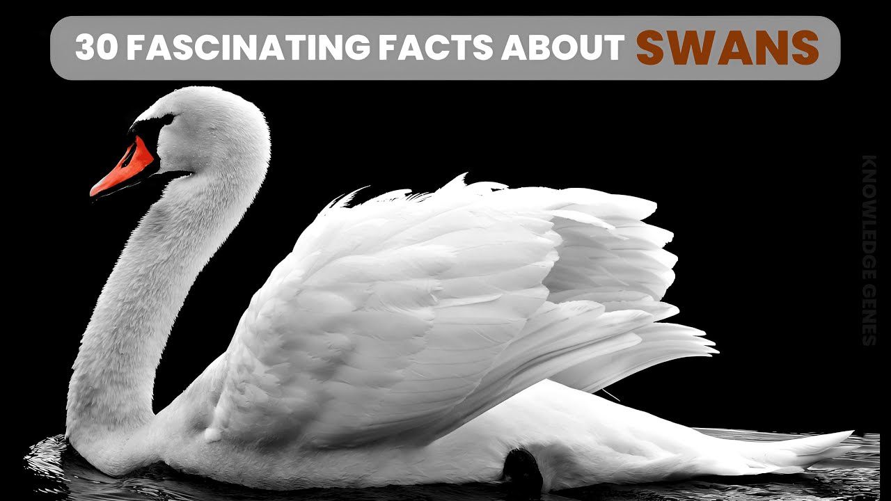 30 Fascinating Swan Facts Exploring the Graceful World of Swans - YouTube