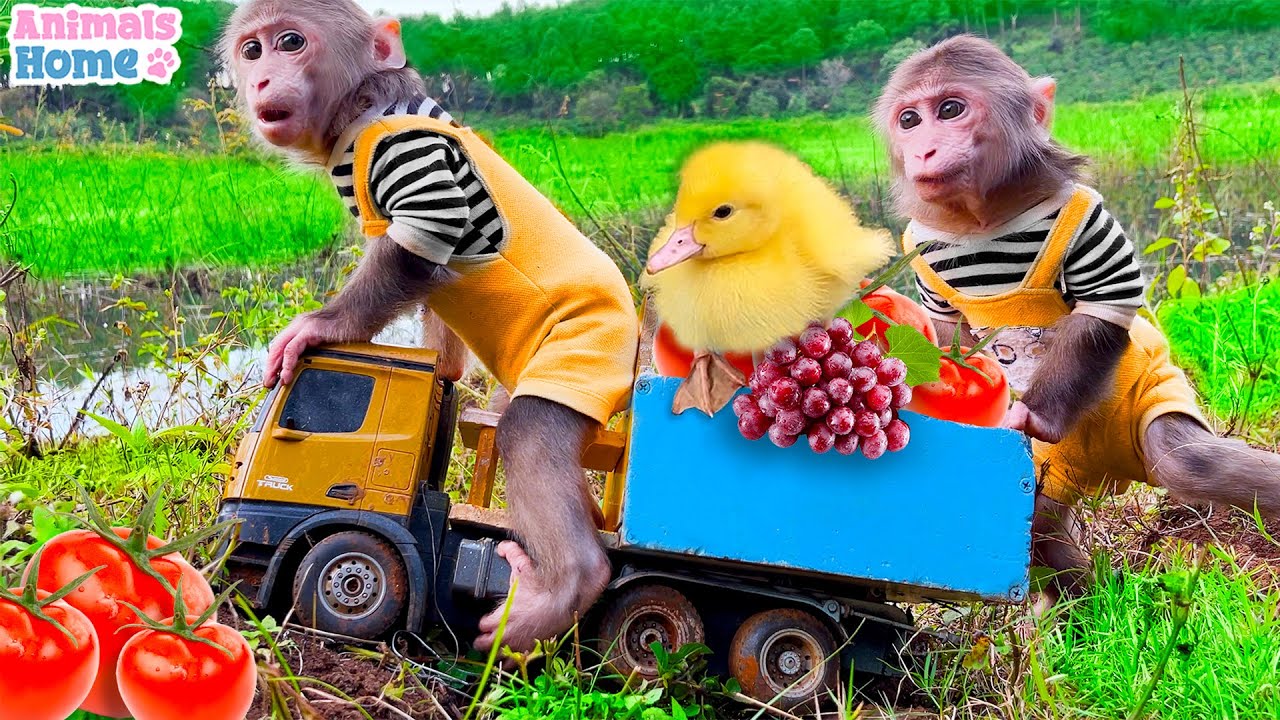 Happy day of Obi monkey and duckling - YouTube