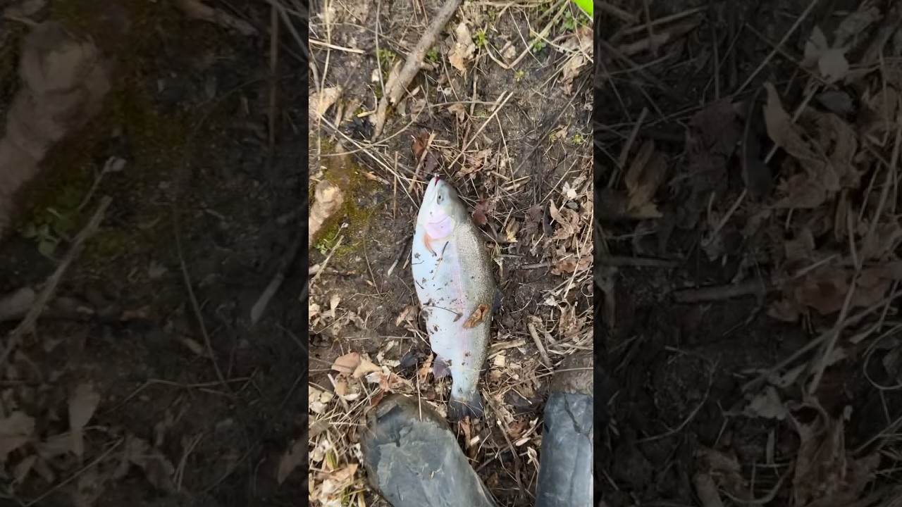 Fat football trout. Back in the fall. #fishing #troutfishing - YouTube