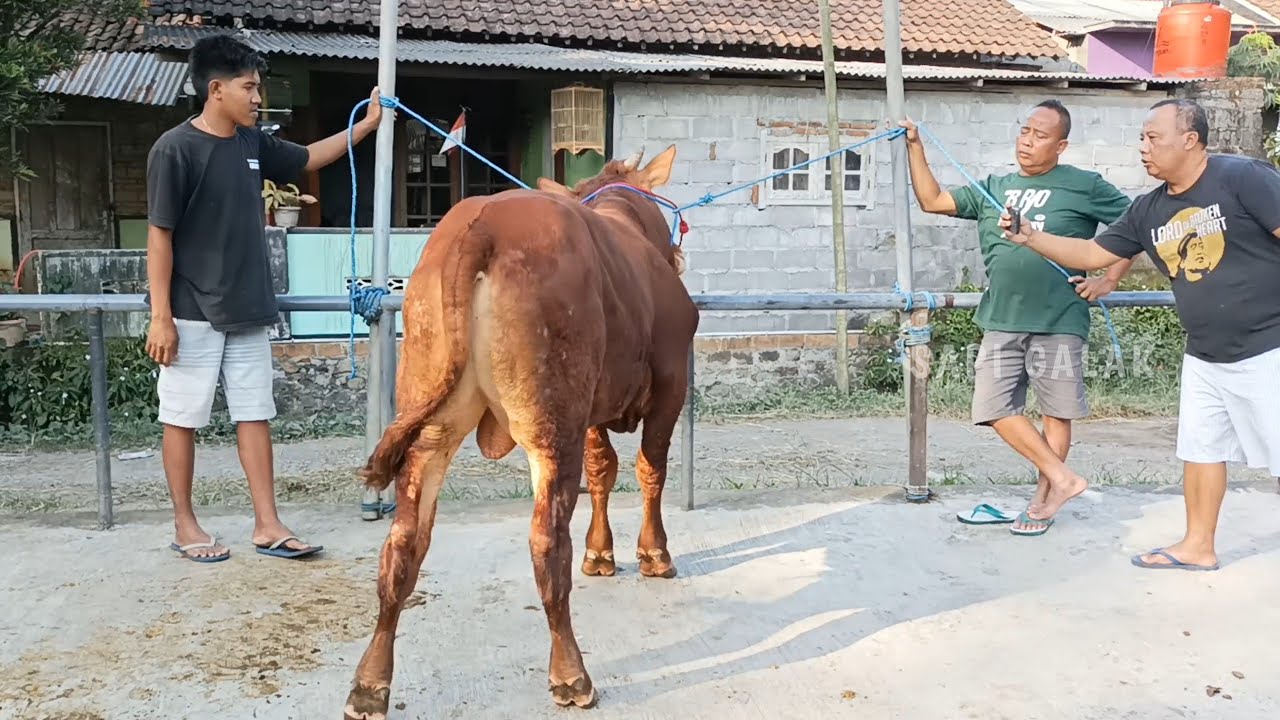Masuk 4 Ekor Sapi Sapi Bakalan Pilihan Ke Kandang Pak Priyo !! - YouTube