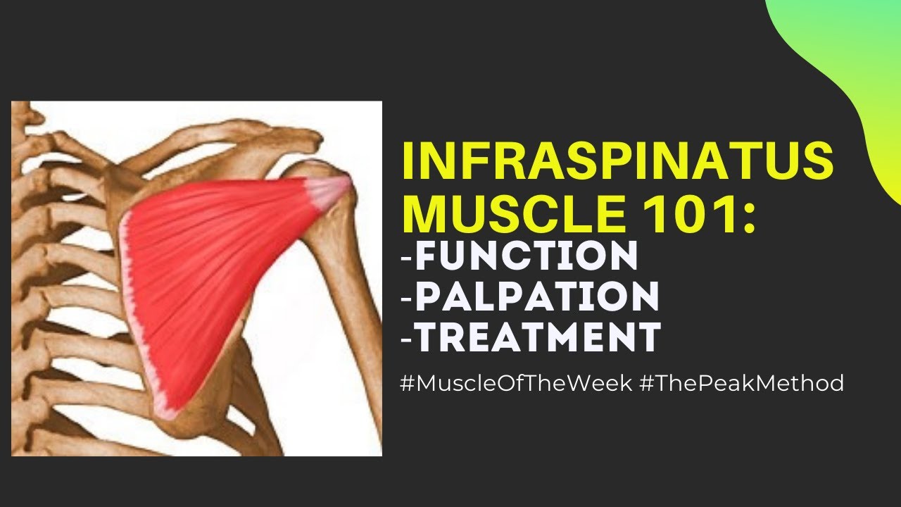 Infraspinatus Muscle Breakdown - YouTube
