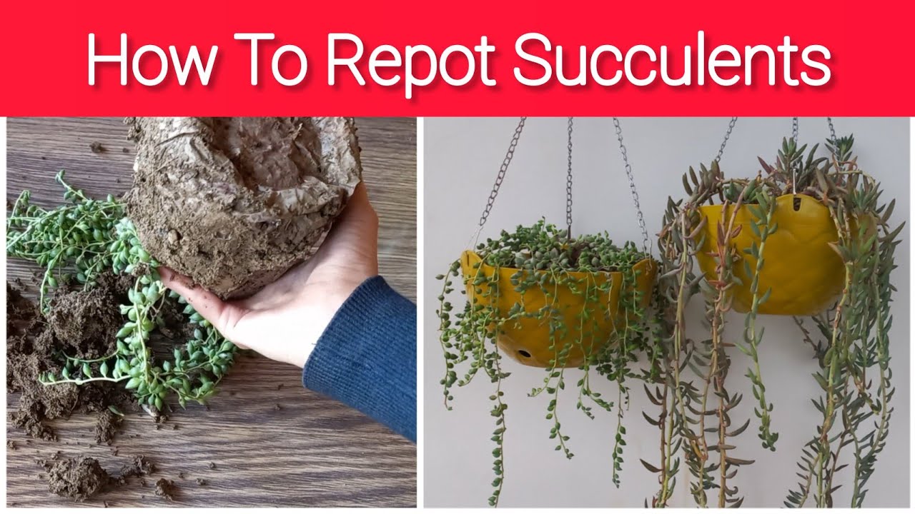 How To Repot Succulents | Useful Tips For Succulents - Repotting ...