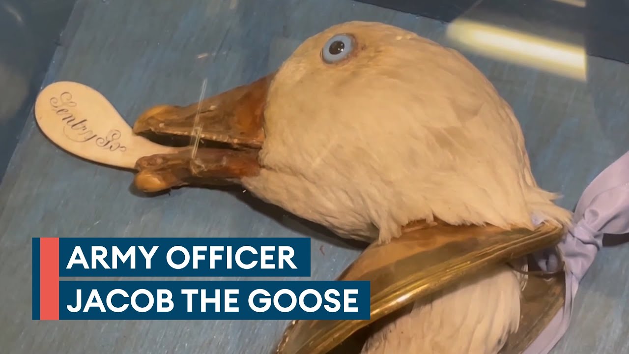 The goose that saved Christmas for the Coldstream Guards in 1838 - YouTube