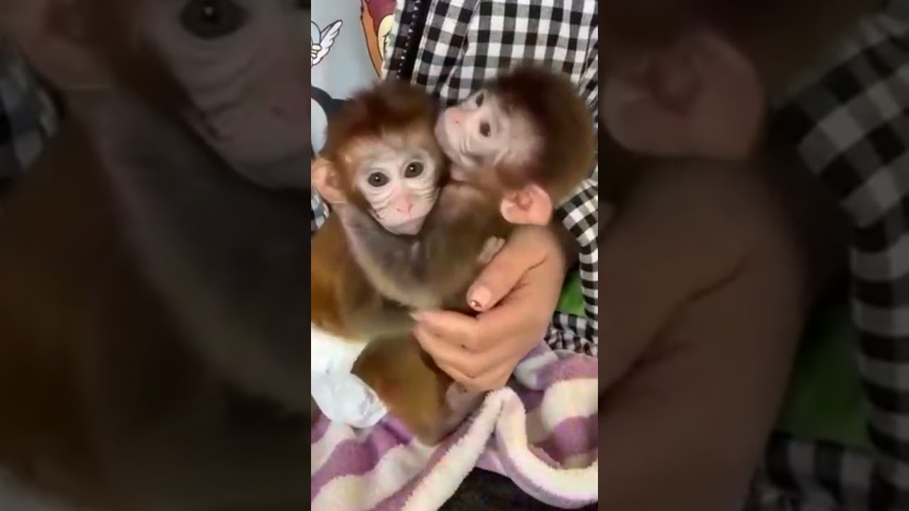 Little monkeys wear diapers after bathing - YouTube