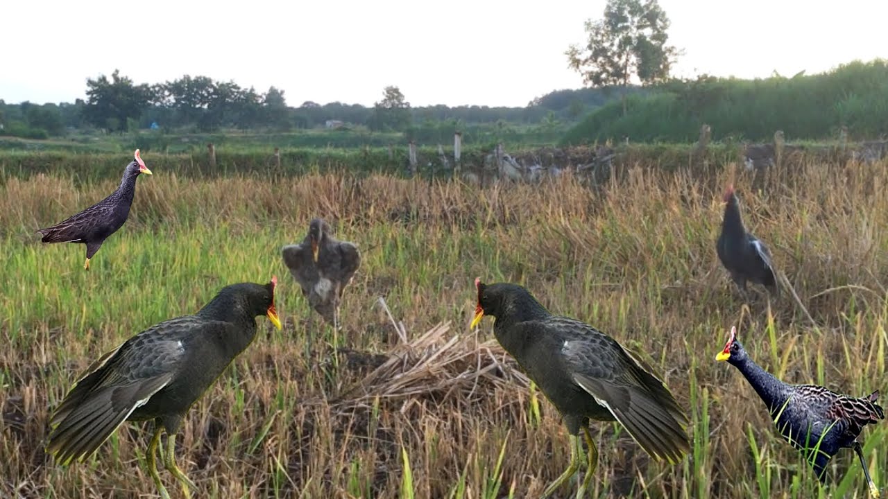 សត្វខ្លុំ Hunting Watercock Hunting Birds - YouTube