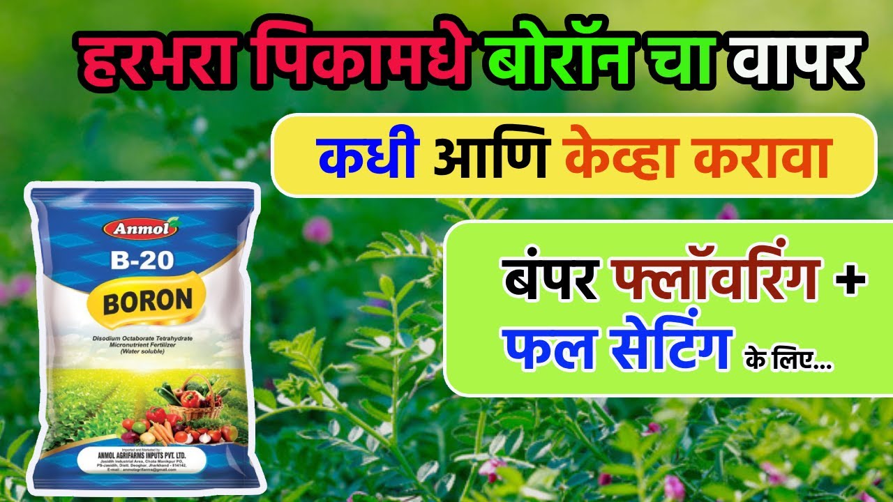 harbhara madhe boron chi phavarni kadhi karavi | boron benefits in ...