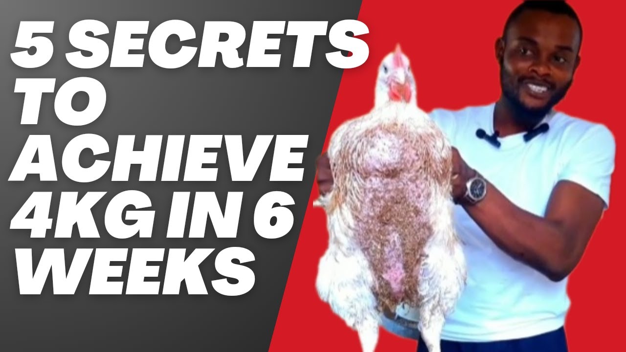 5 Secrets to Achieve 4kg in 6 Weeks. - YouTube
