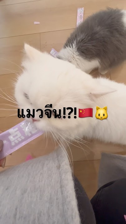 ว่าด้วยเรื่องแมวแมว🇨🇳🙀 #แมวจีน #นักเรียนไทยในจีน - YouTube