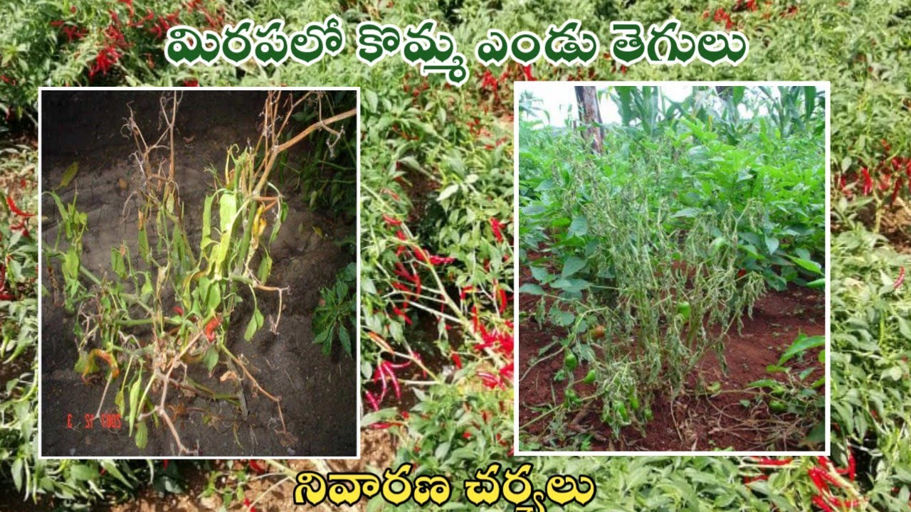 17 మిరపలో కొమ్మ ఎండు తెగులు నివారణ ll Chilli Dieback Diseases Control ...