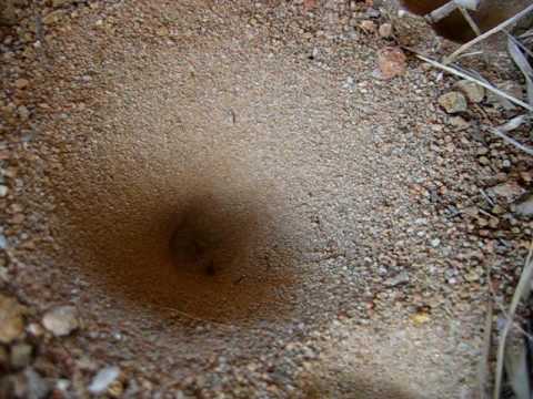 Antlion pit - YouTube