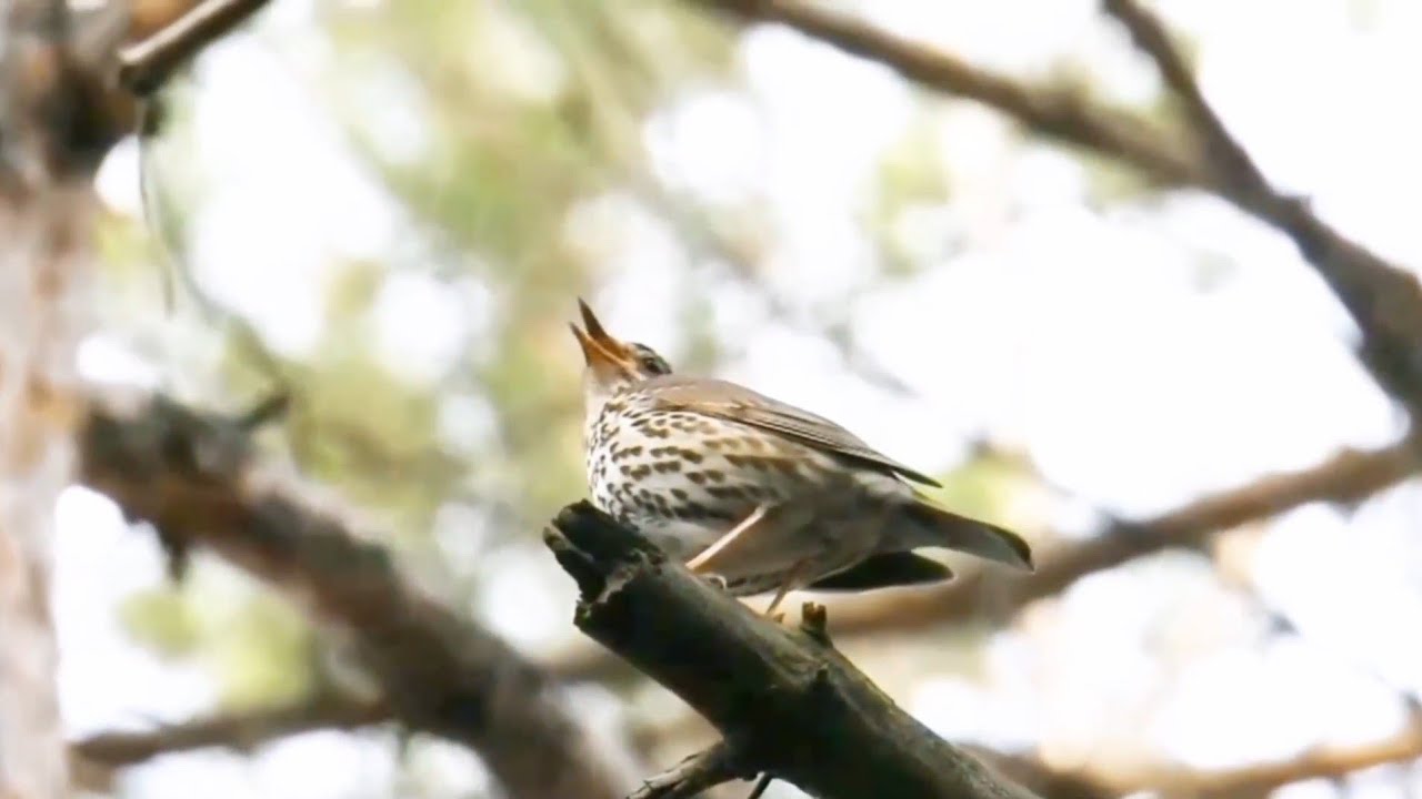 Song Thrush: Forest's Best Singer & Master Mimic - YouTube
