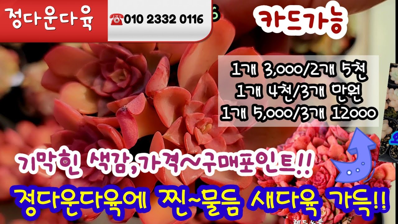 정다운다육 설날기념 새다육 색감환상 2~3개구매 할인가로 소개 무지개여신 라벤다카드 페어리퀸 배반의장미등유료광고포함