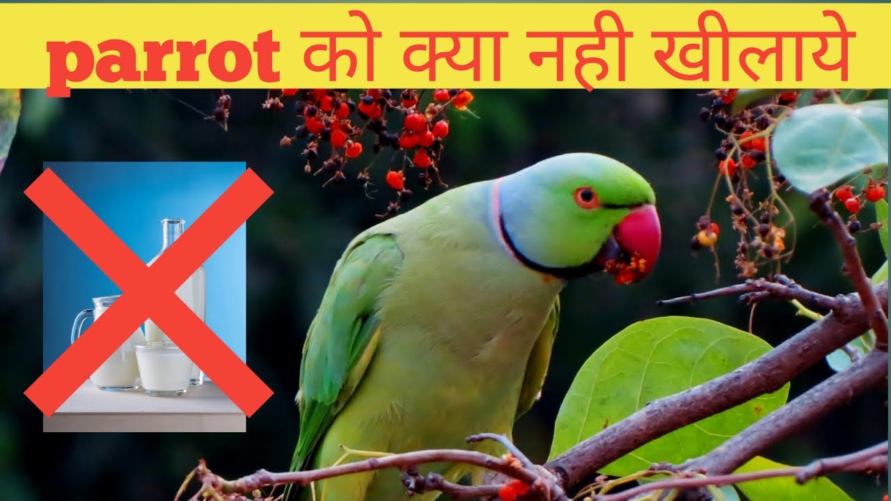🦜🦜 तोता को क्या नहीं खीलाना चाहिए || harmful food for parrot 🦜🦜. # ...