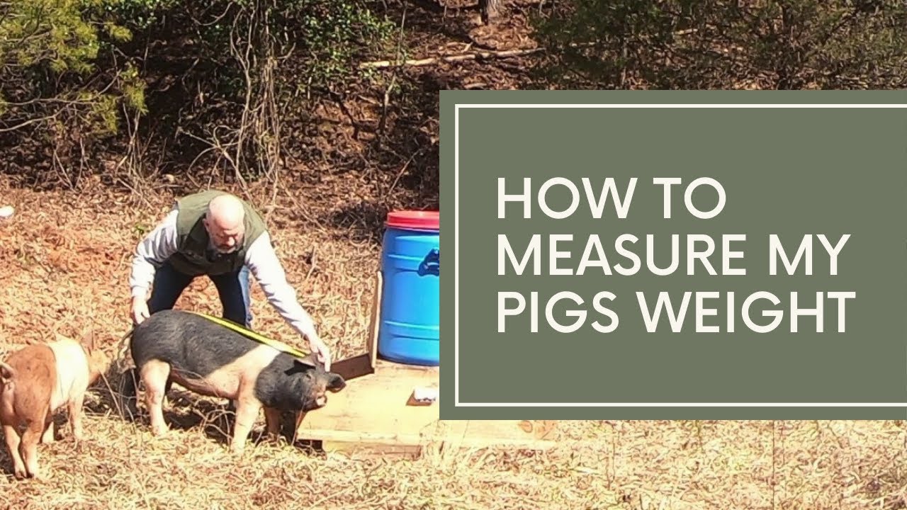 How to measure my pigs weight? - YouTube