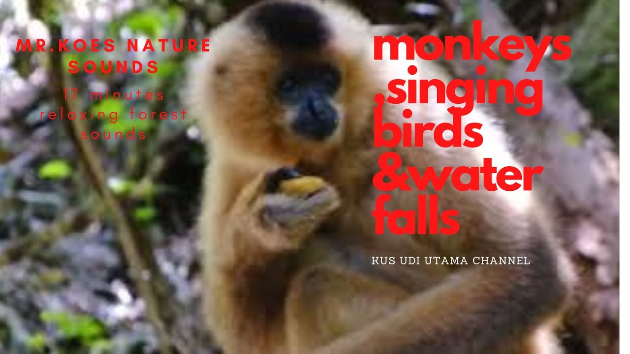 17 Minutes Relaxing Forest Sounds I Monkey, Singing Birds and Water ...
