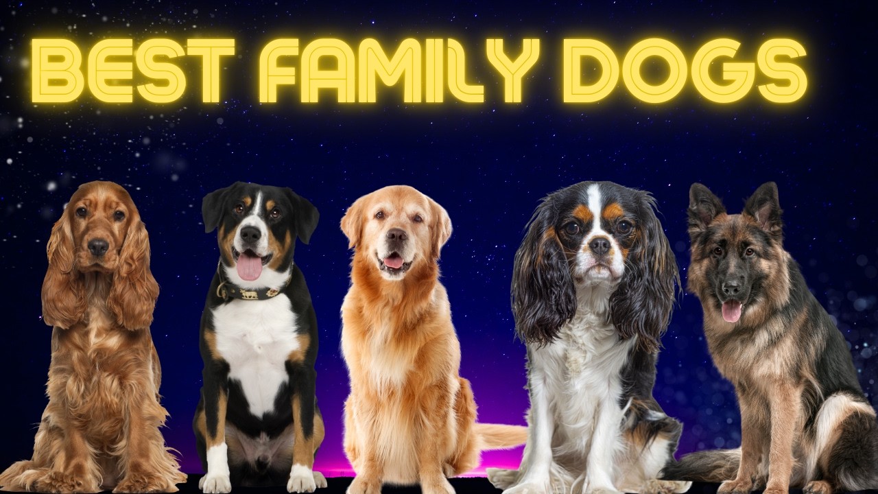 Top 10 Dogs that Make the Best Family Pets - YouTube