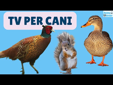 TV Per Cani 🐶 - ⭐ 3 ORE ⭐ di Anatre, Scoiattoli e Fagiani 🦆🐿️