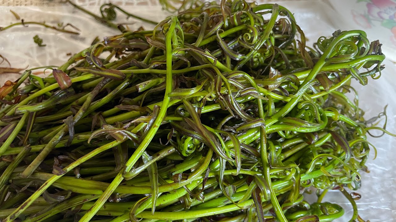 ब्रुनाई को निगुरो र सार्डिन Niguro & Sardines gravy #nepalirecipe # ...