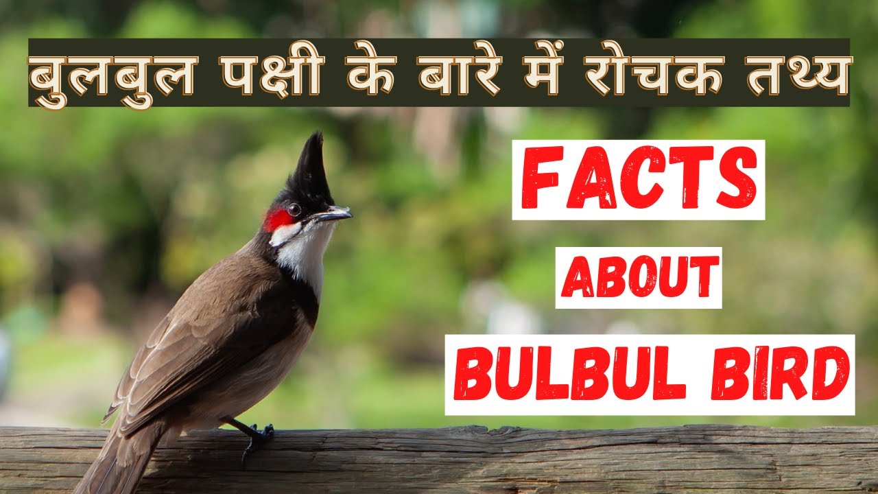 बुलबुल पक्षी के बारे में रोचक जानकारी | Top 20 Interesting Facts about ...