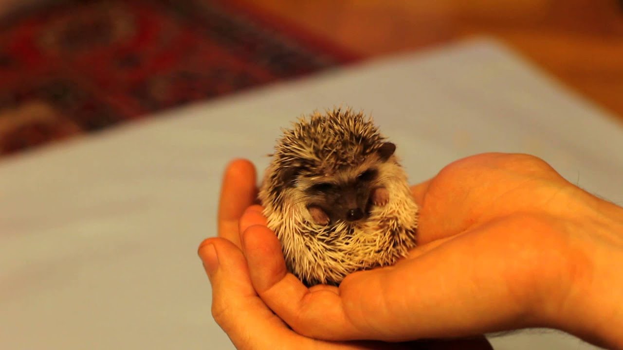 Cute hedgehog eating lunch - YouTube