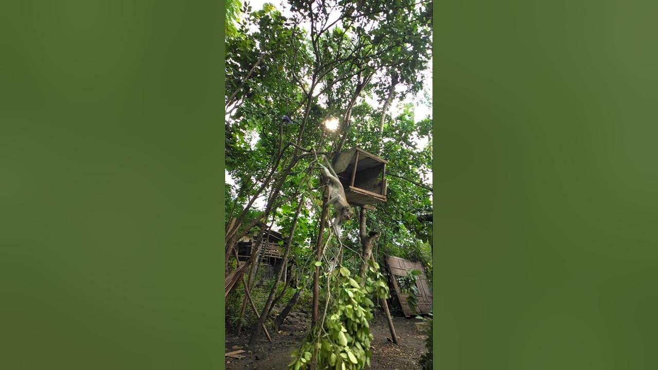 Java Monkey 🐒 - YouTube