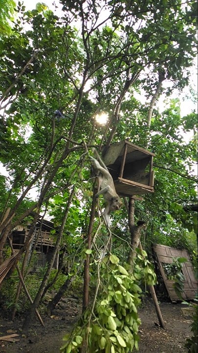 Java Monkey 🐒 - YouTube