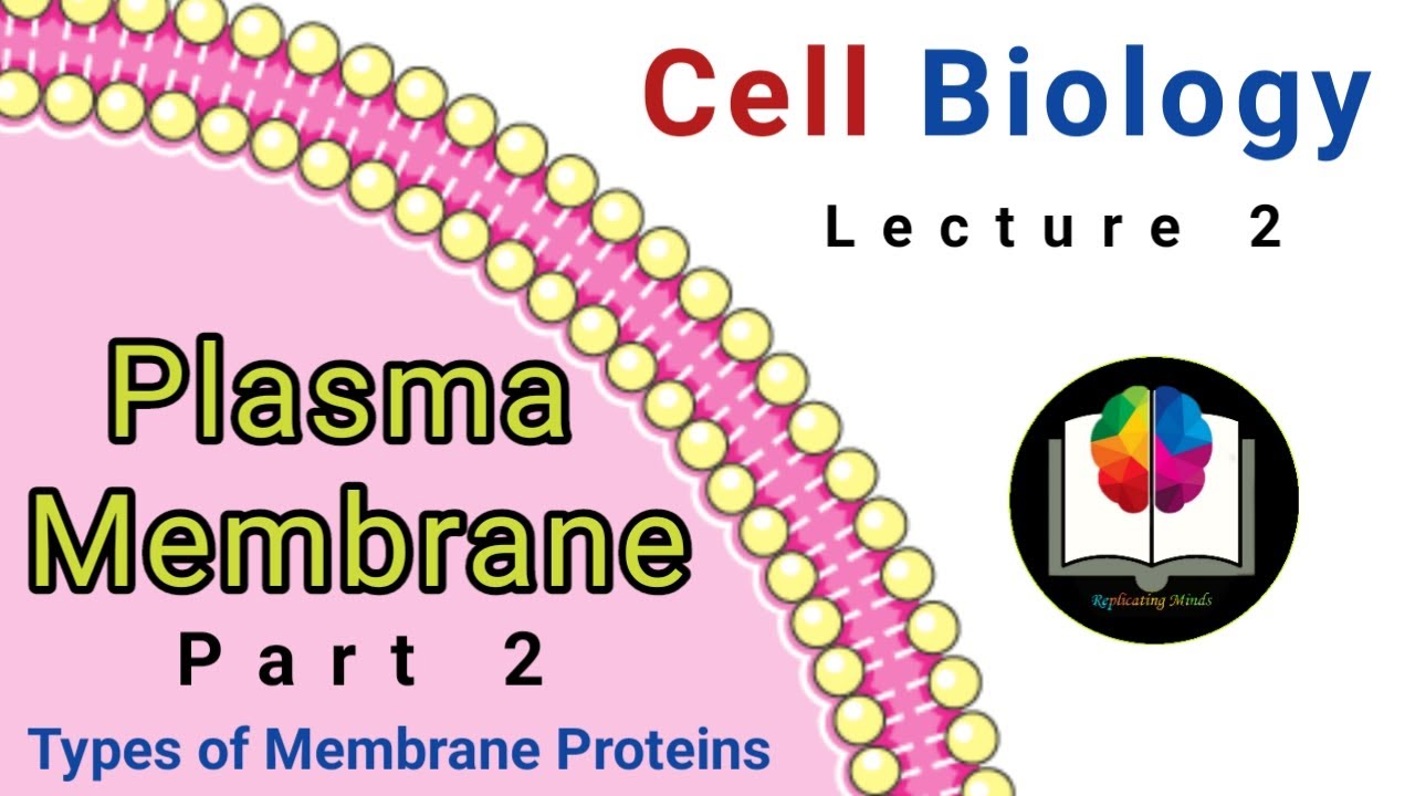Plasma Membrane Part 2 Types Of Plasma Membrane Proteins Youtube