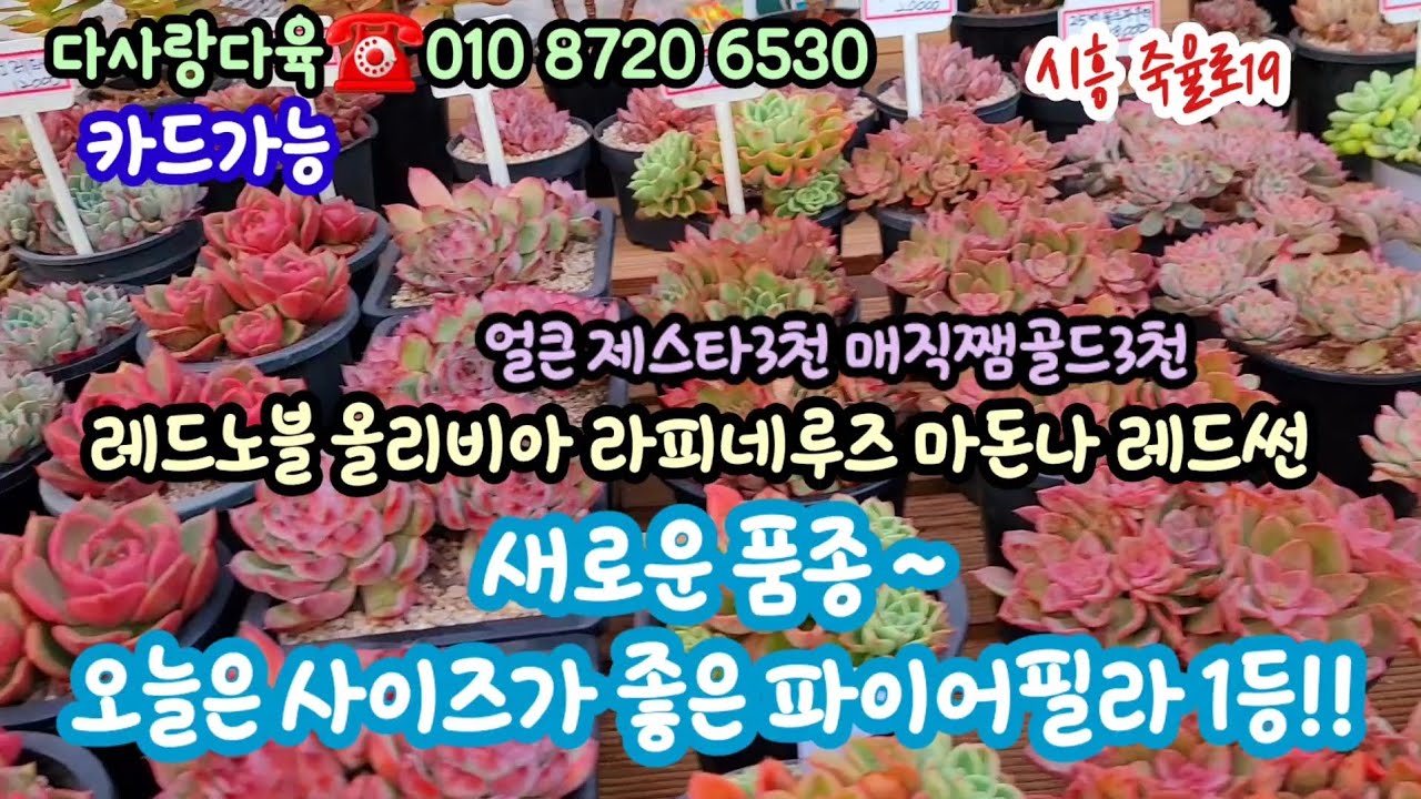 사이즈좋은 묵은 파이어필라 대품군생 가격 착해요~까망 푸시켓은 수년간 달군다육 블랙스완 색감예술유료광고포함 Youtube