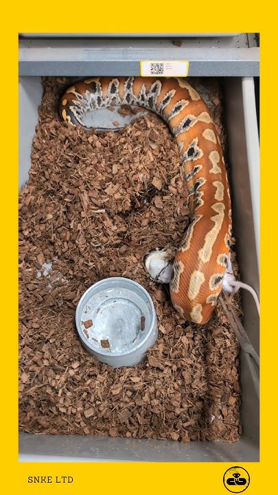 🐍 Triple threat time! 3x blood pythons feeding f/t 🐀 #snkeltd # ...