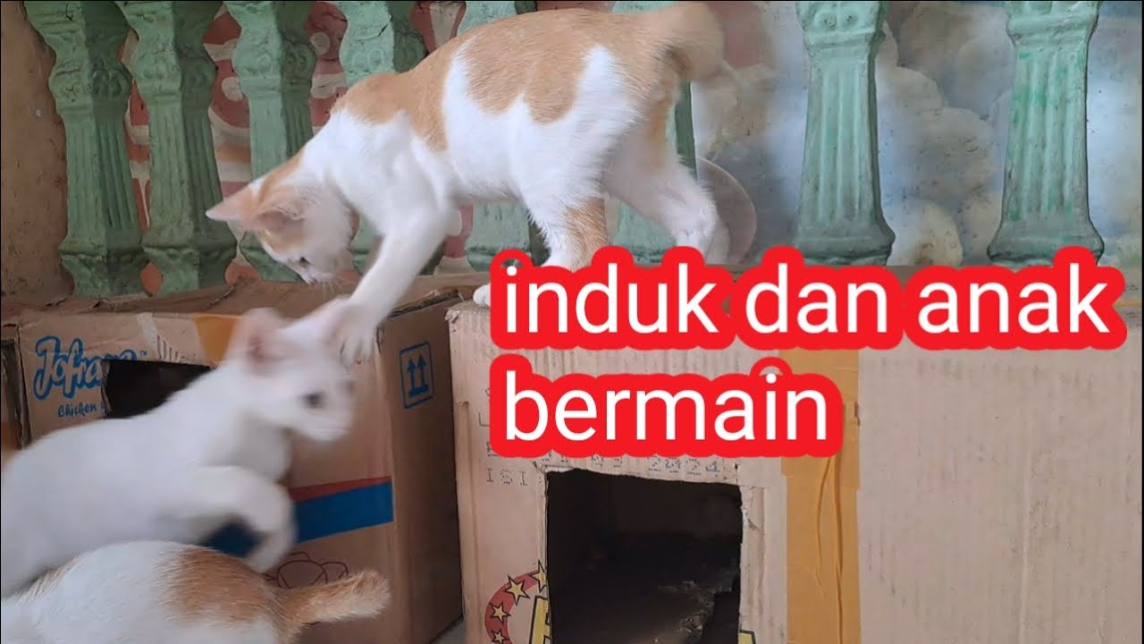 induk kucing mengajak anak anaknya bermain main - YouTube