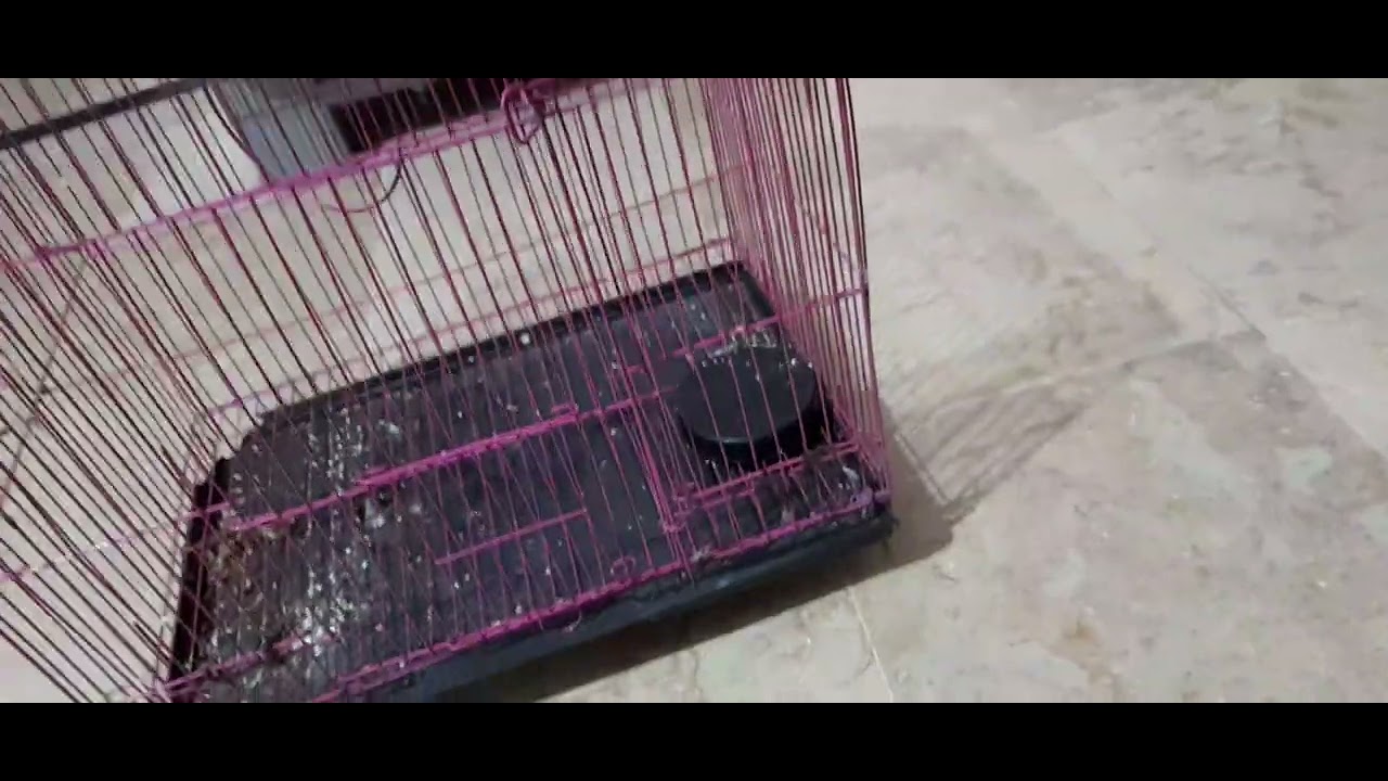 Australian Parrots... my chicky and micky escaped from their cage ...