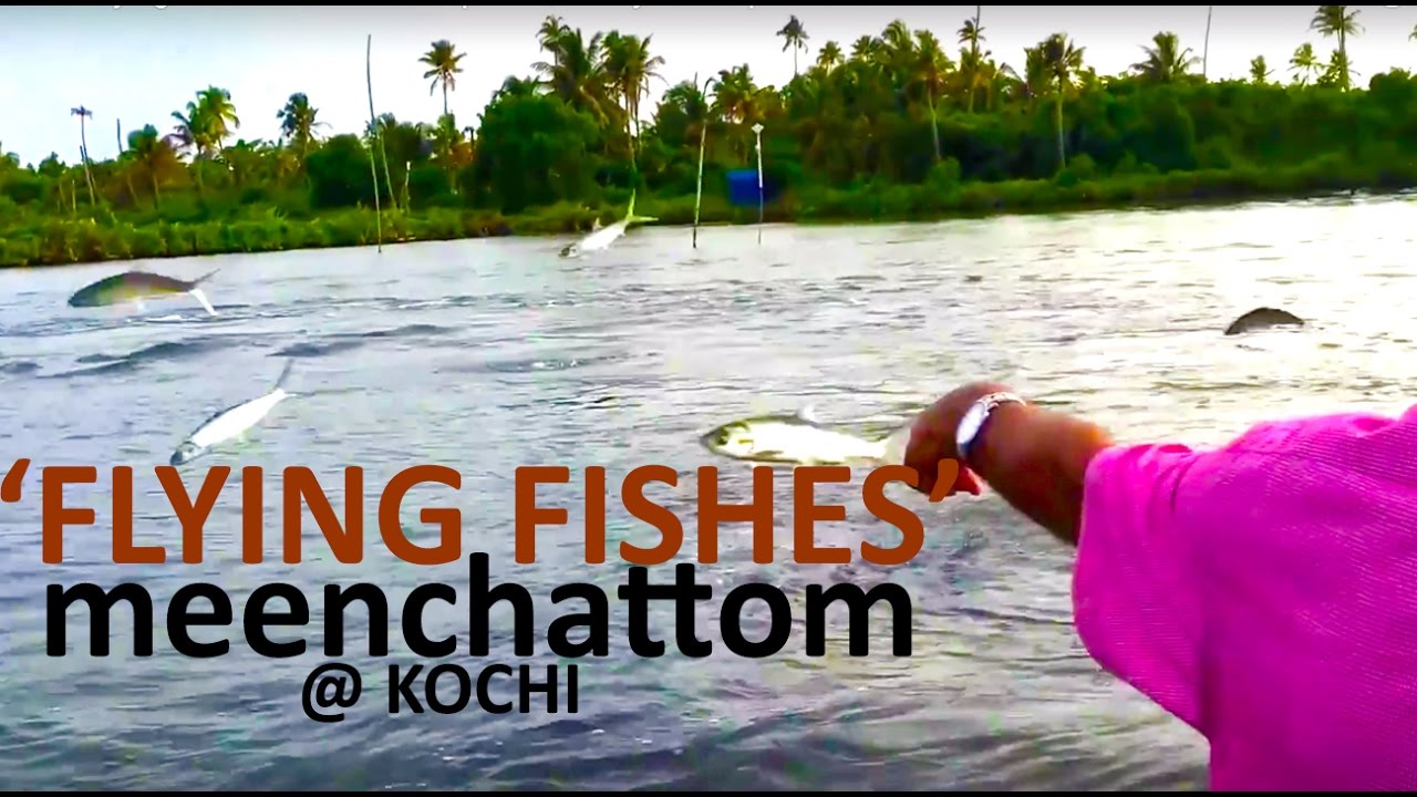 Flying Fishes at Kochi: കൊച്ചിയിലെ മീൻചാട്ടം : Malipuram, Matsyafed ...