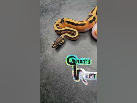 Gray's Reptiles Are Really Hatching Out Of This World Amazing Ball ...