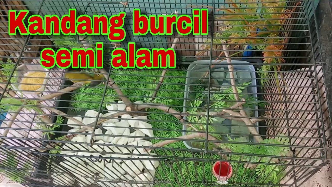 Kandang Aviary mini dari kandang kotak buat burcil - YouTube